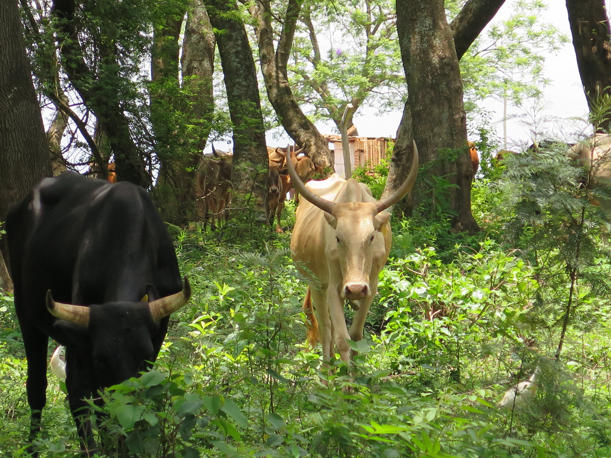 Swaziland & Mozambique 2013